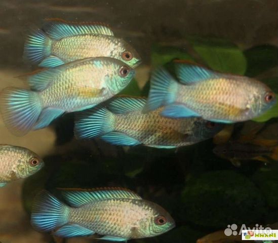 Нанакара электрик блю