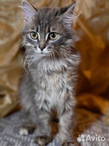 Котёнок Смузи ищет хозяина. Отдадим в хорошие руки