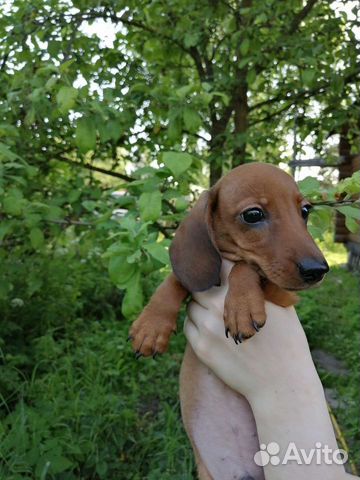 Кроличья такса