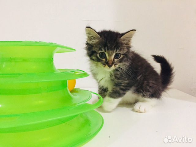 Котенок Барсик в добрые руки в дар бесплатно