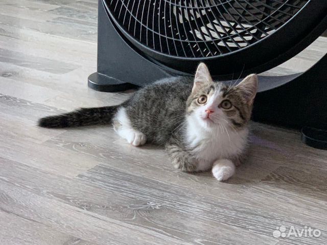 Котята бесплатно
