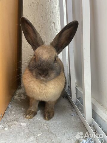 Кролик девочка 6 месяцев