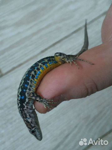 Ящерица скальная