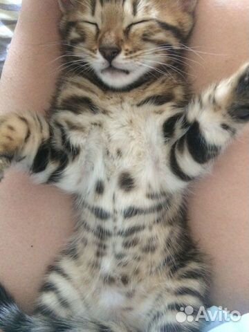 Бенгальские котята