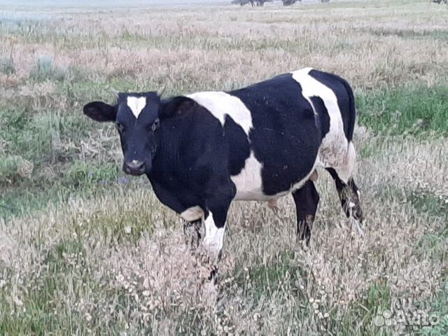 Бычки 5 голов