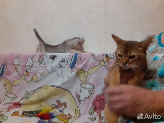Абиссинские котятки