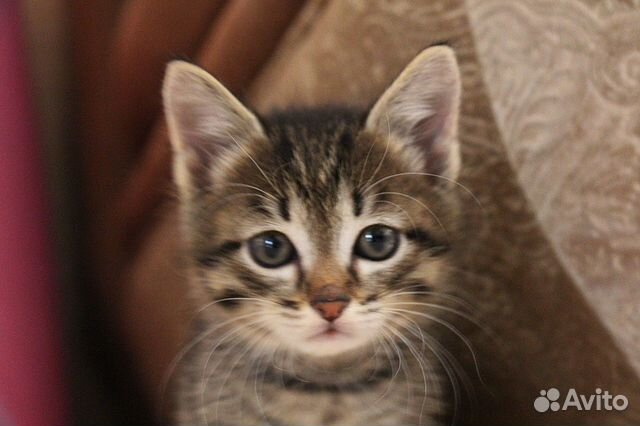 Котик-полосатик