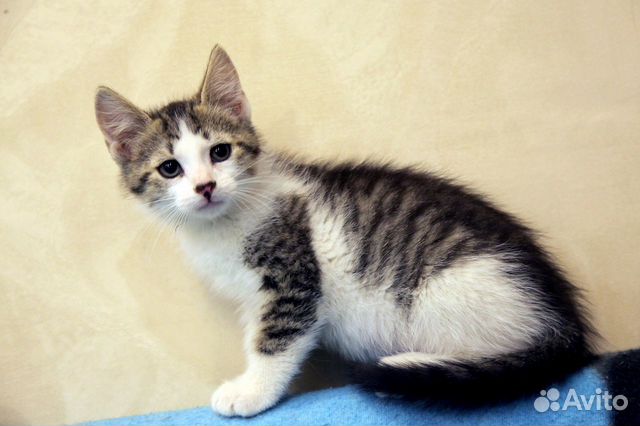 Котенок ищет дом