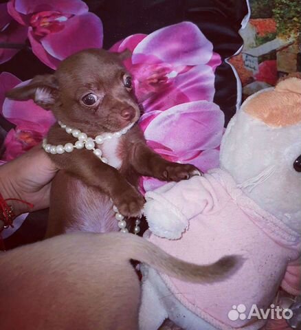 Минюшки малыши чихуахуа