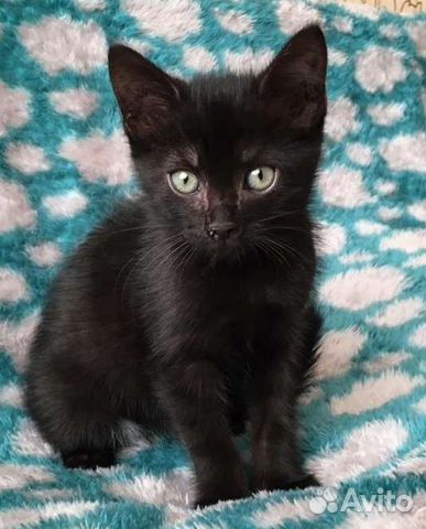 Котёнок 2 мес