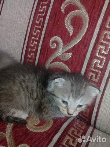 Котенок Масяня