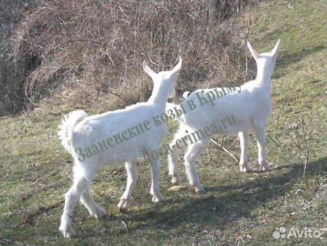 Зааненские козлята малчик и девочка