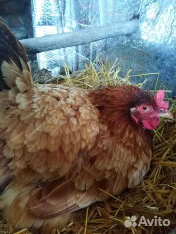 Курица квочка