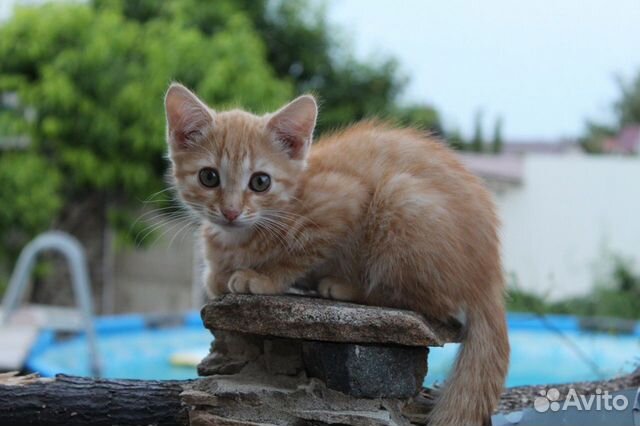 Кошечка в заботливые руки