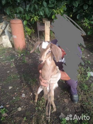 Козочка англонубийская