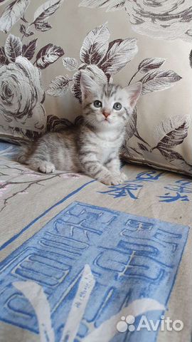 Котенок в добрые руки