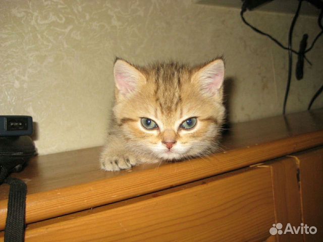 Британские шиншиллы-тигрята золото и серебро