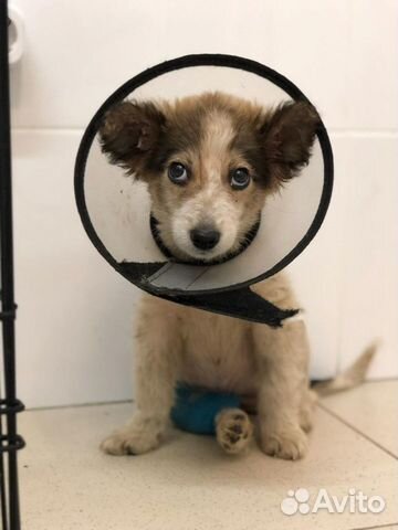 Щенок Милош ищет дом