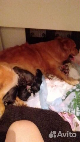 Продам щенков. Девочки