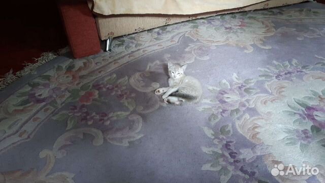 Котята в добрые руки за 1р