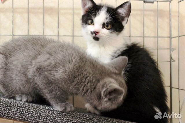 Замечательные котята