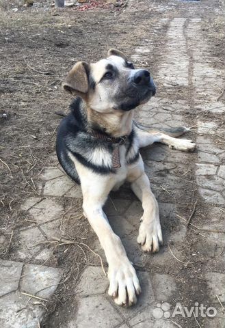 Собака в дар