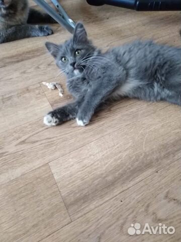 Метис бобтейла