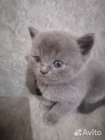 Британские котята от породистой кошки