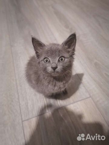 Кошка