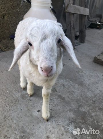 Овечка Геля