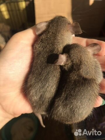 Крысята агути. Девочки и мальчики