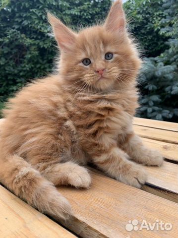 Огненный котик Терминатор