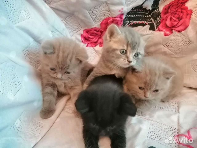 Шотландские мраморные котята