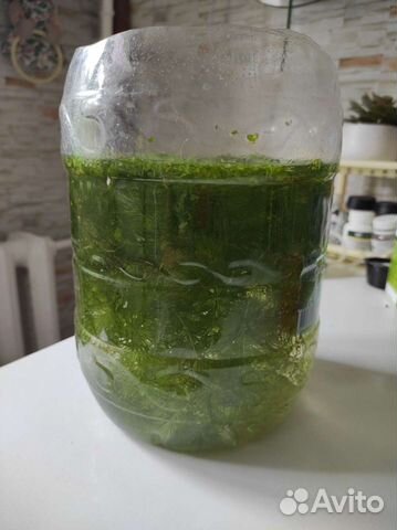 Роголистник и ряска