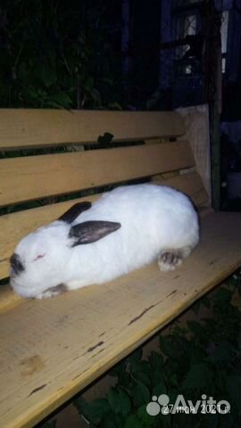 Самка Калифорния