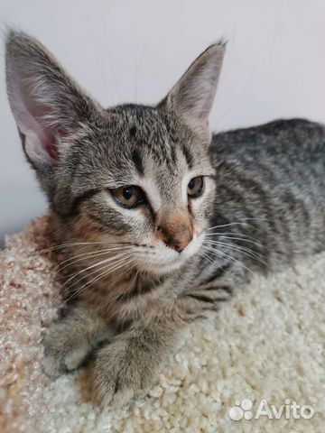 Пиксибоб кошечка