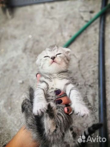 Вислоухие британцы