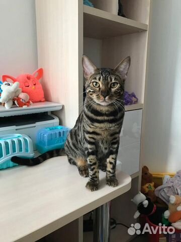 Бенгальская кошка бесплатно