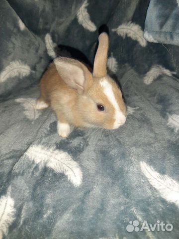 Декоративные кролики