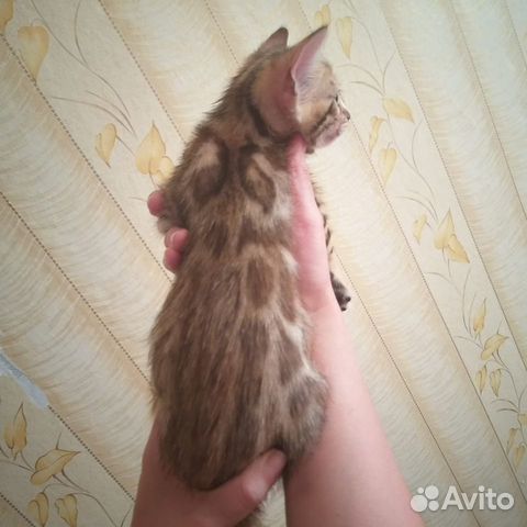 Бенгальские котята
