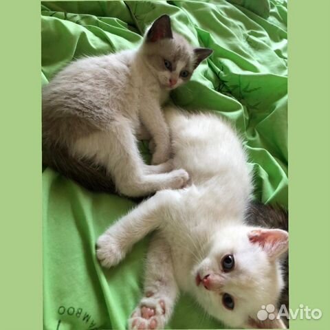 Котята в добрые руки