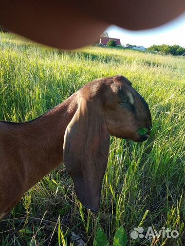 Нубийсие козы