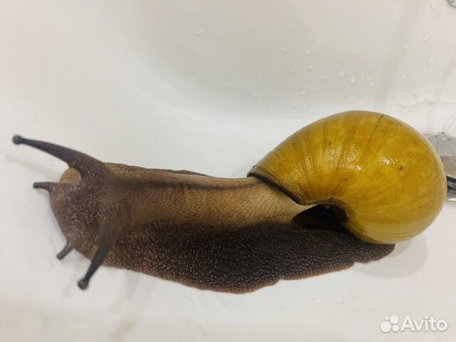 Ахатина иммакулята