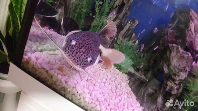 Краснохвостый сом фрактоцефалус