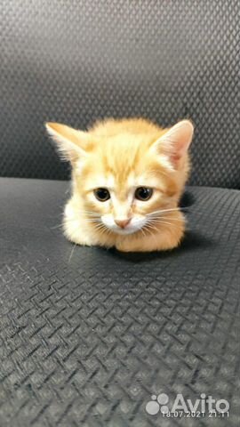 Кошка