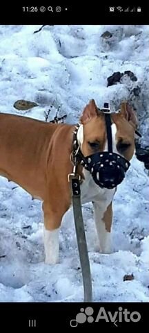 Стаффордширский терьер