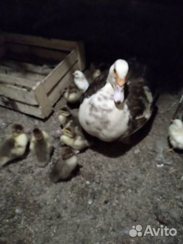 Мускусные утята индоутки