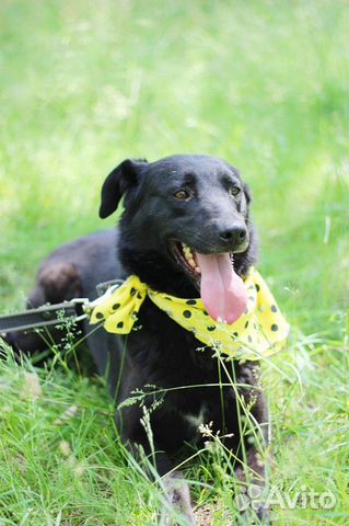 Собака Герда в дар