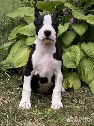 «Амстафф-крепыш» продается