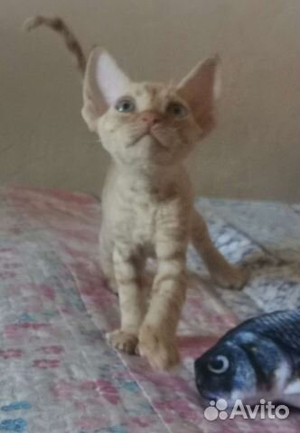 Котята девон-рекс